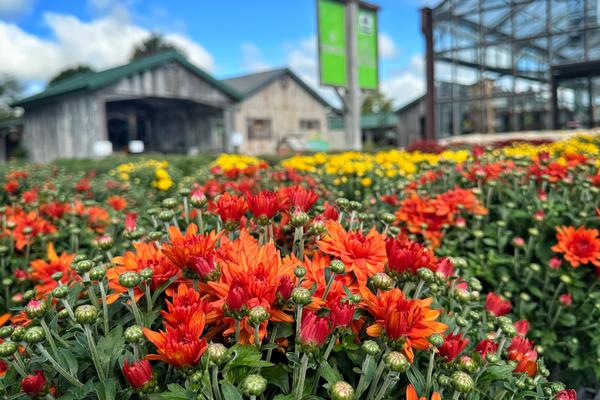 Carex elata 'Bowle's Golden' | Golden Sedge | Ebert's Greenhouse