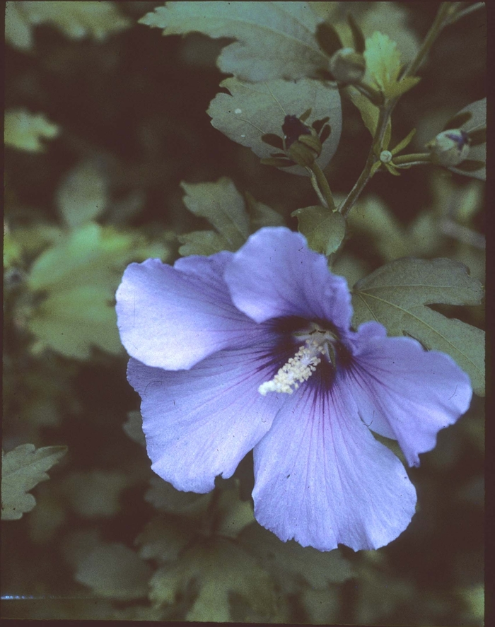Hibiscus syriacus 'Bluebird' | Rose of Sharon | Ebert's Greenhouse