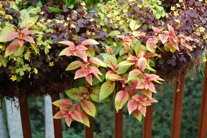 Fuchsia 'Autumnale' | Fuchsia | Ebert's Greenhouse