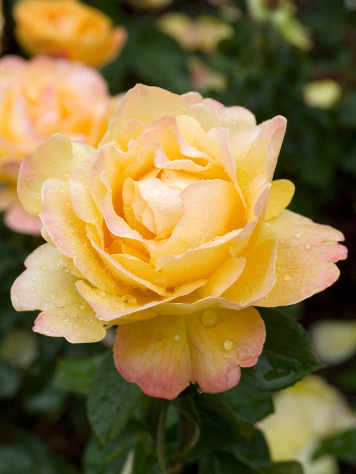 Rosa 'Strike It Rich' | Strike It Rich Rose | Ebert's Greenhouse