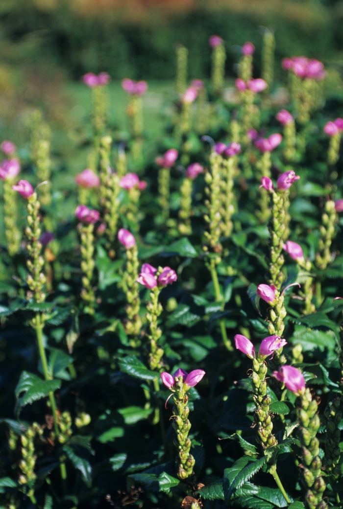 Chelone glabra | Turtlehead | Ebert's Greenhouse