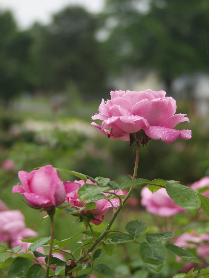 Rosa 'Mary Rose' | Mary Rose Rose | Ebert's Greenhouse