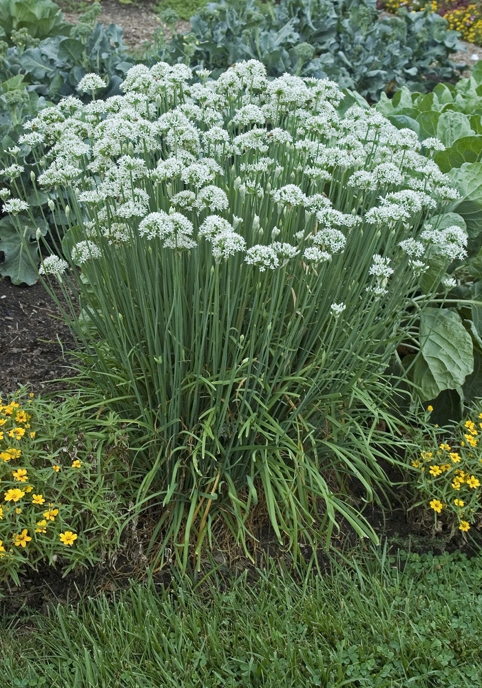 Allium tuberosum | Chives, Garlic | Ebert's Greenhouse