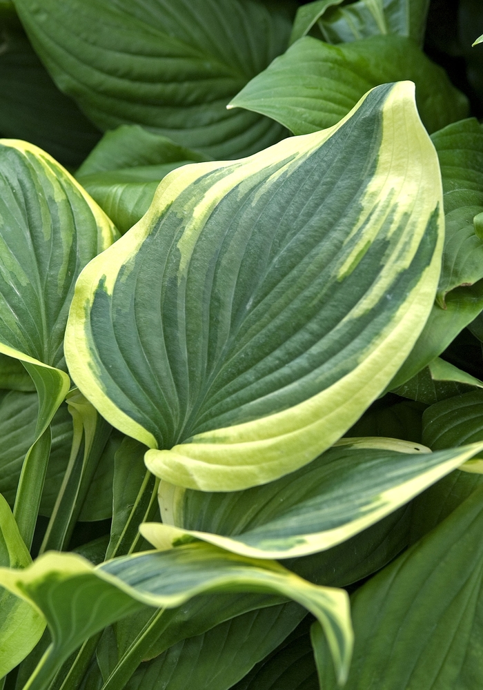 Hosta 'Fragrant Dream' | Plantain Lily | Ebert's Greenhouse Hosta 'Fragrant Dream' | Plantain Lily | Ebert's Greenhouse