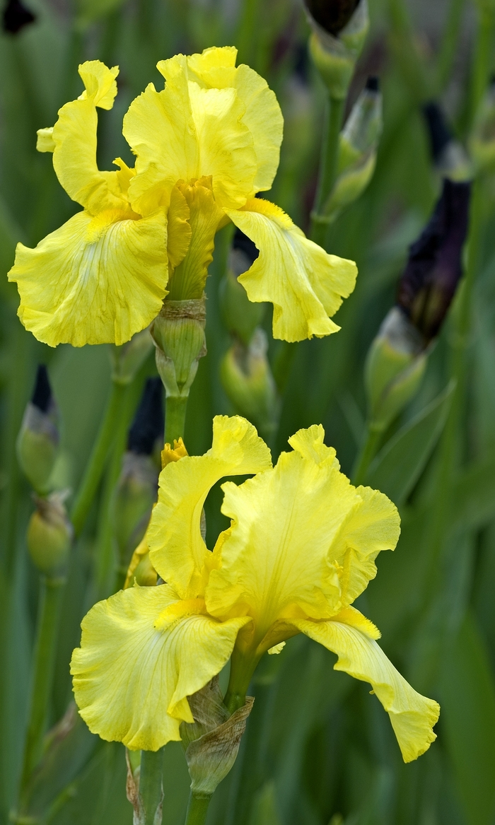 Iris germanica 'Harvest Of Memories' | Tall Bearded Iris | Ebert's ...