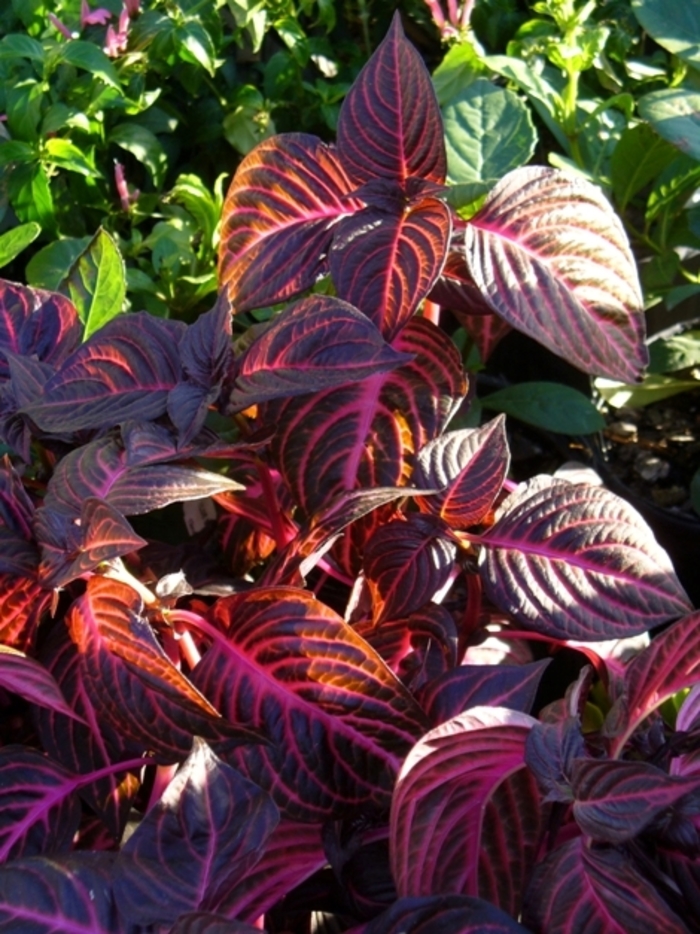 Iresine herbstii 'Brilliantissima' | Iresine | Ebert's Greenhouse