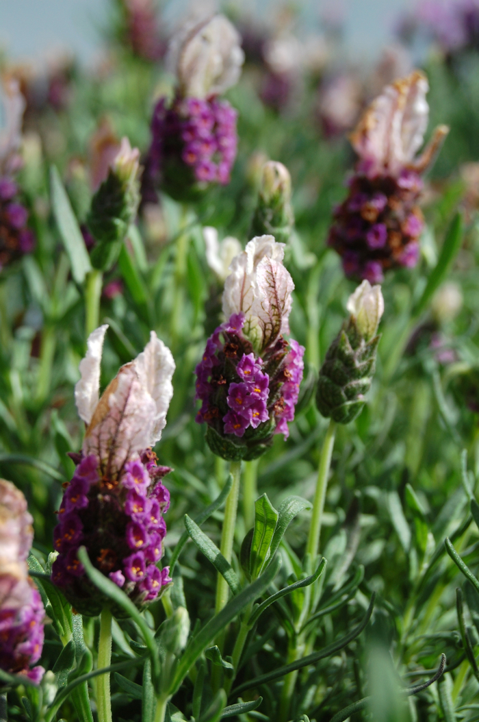 Lavandula stoechas 'Boysenberry Ruffles' | Lavender | Ebert's Greenhouse