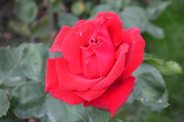 Rosa 'Veterans Honor' | Veterans Honor Hybrid Tea Rose | Ebert's Greenhouse