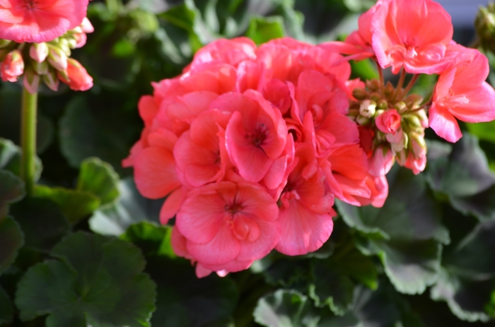 Pelargonium x hortorum 'Survivor Salmon Pink' | Zonal Geranium | Ebert ...