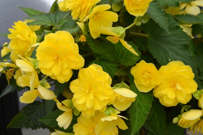 Begonia Nonstop® 'Joy Yellow' | Begonia | Ebert's Greenhouse