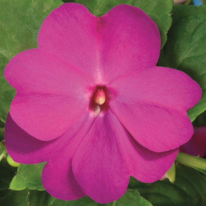 Impatiens hawkeri 'Super Sonic® Lilac' | New Guinea Impatiens | Ebert's ...