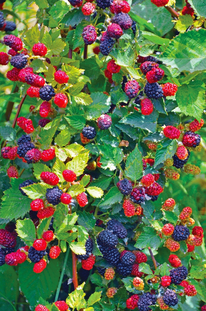 Rubus x loganbaccus | Loganberry | Ebert's Greenhouse