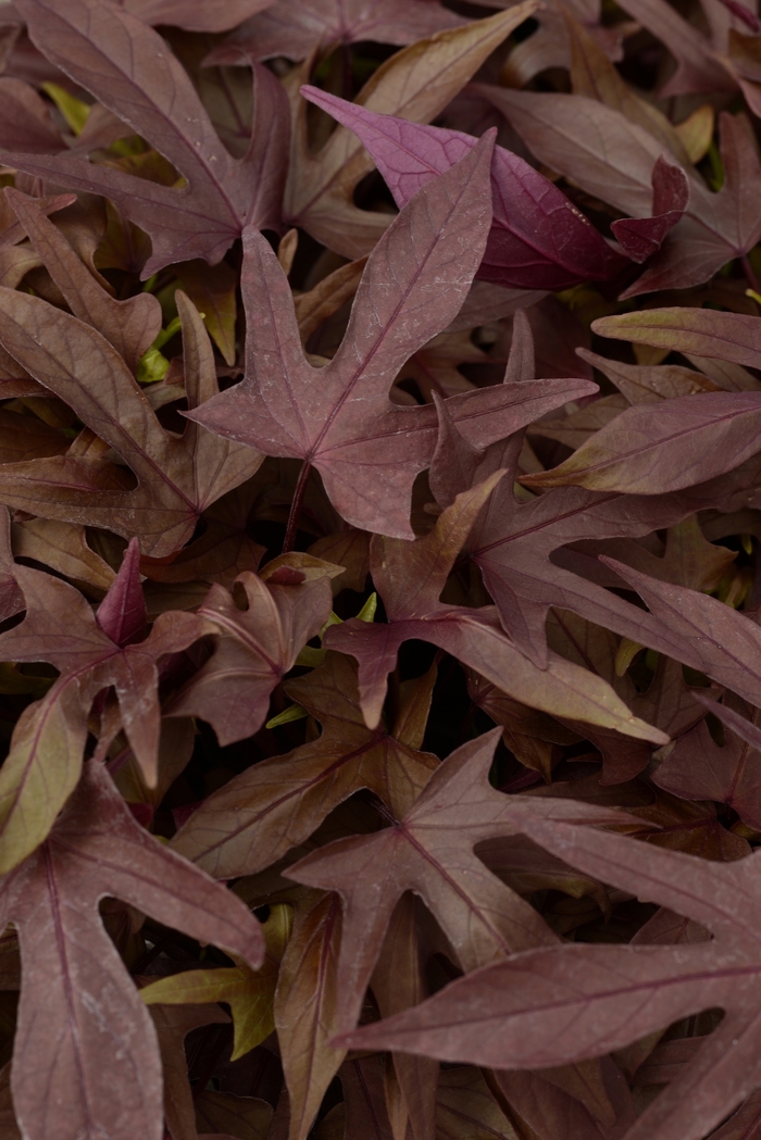 Ipomoea batatas 'Spotlight™ Red' | Ipomoea | Ebert's Greenhouse