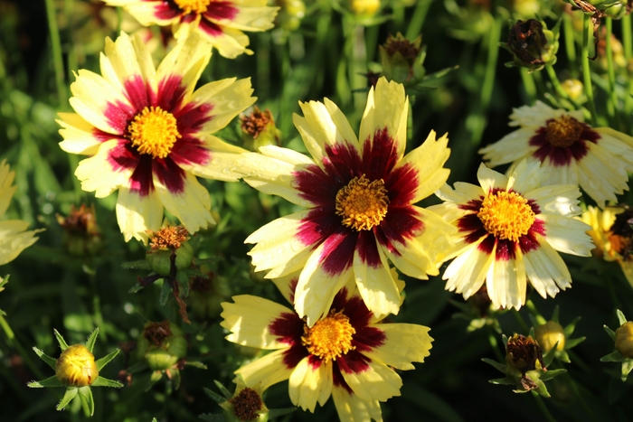 Coreopsis grandiflora 'Super Star' | Tickseed | Ebert's Greenhouse