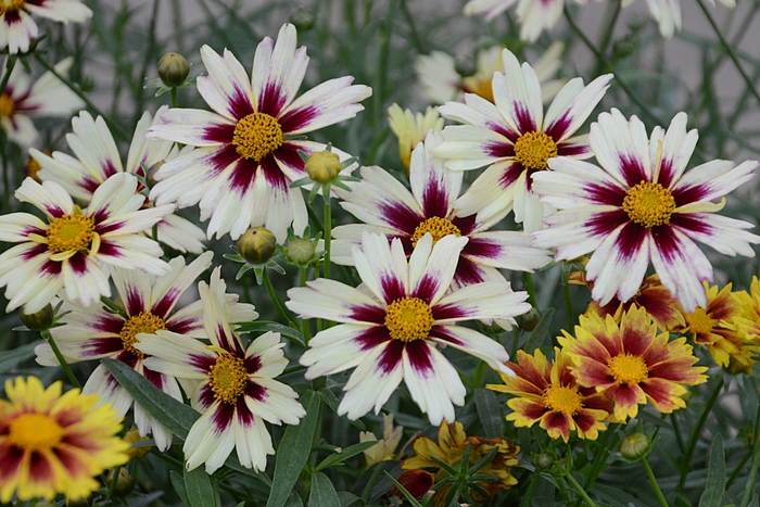 Coreopsis 'Starlight' | Tickseed | Ebert's Greenhouse
