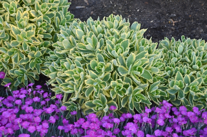 Sedum telephium 'Autumn Charm™' | Stonecrop | Ebert's Greenhouse