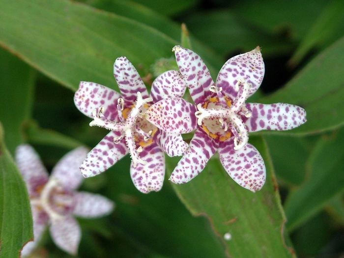 Tricyrtis hirta 'Miyazaki' | Toad Lily | Ebert's Greenhouse