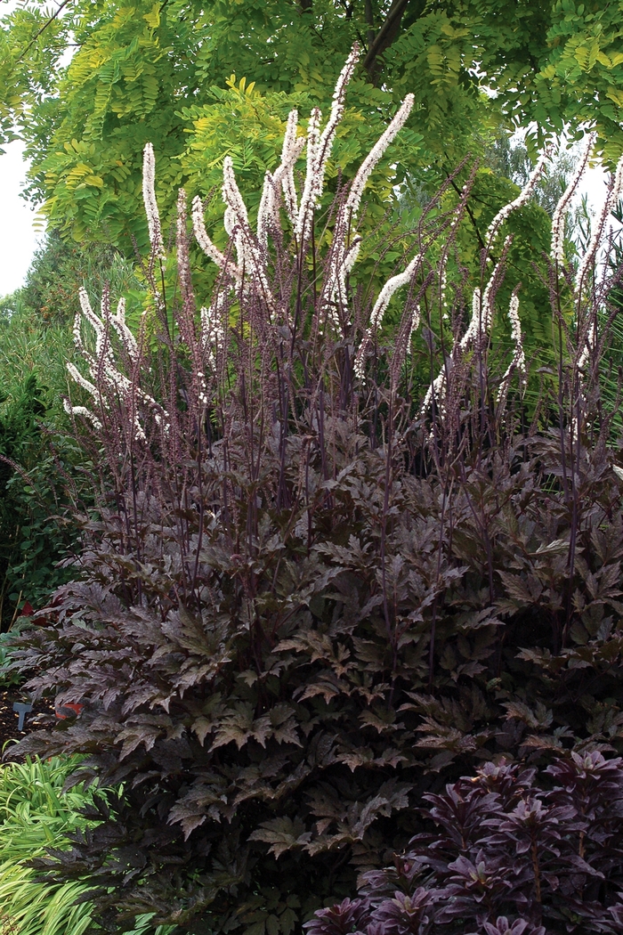 Cimicifuga simplex 'Black Negligee' | Purple-leaf Bugbane | Ebert's ...