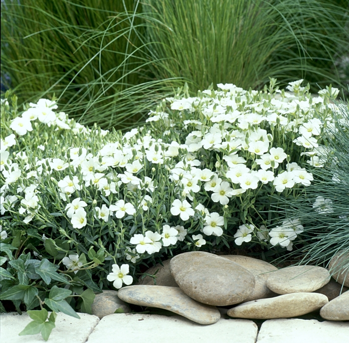 Arenaria montana 'Avalanche' | Mountain Sandwort | Ebert's Greenhouse
