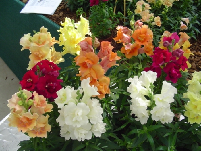 Antirrhinum majus 'Twinny 'Mix' | Snapdragon | Ebert's Greenhouse