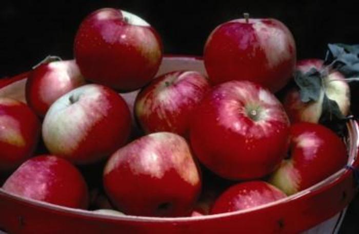 Malus 'Minnewashta' | Zestar!® Apple | Ebert's Greenhouse