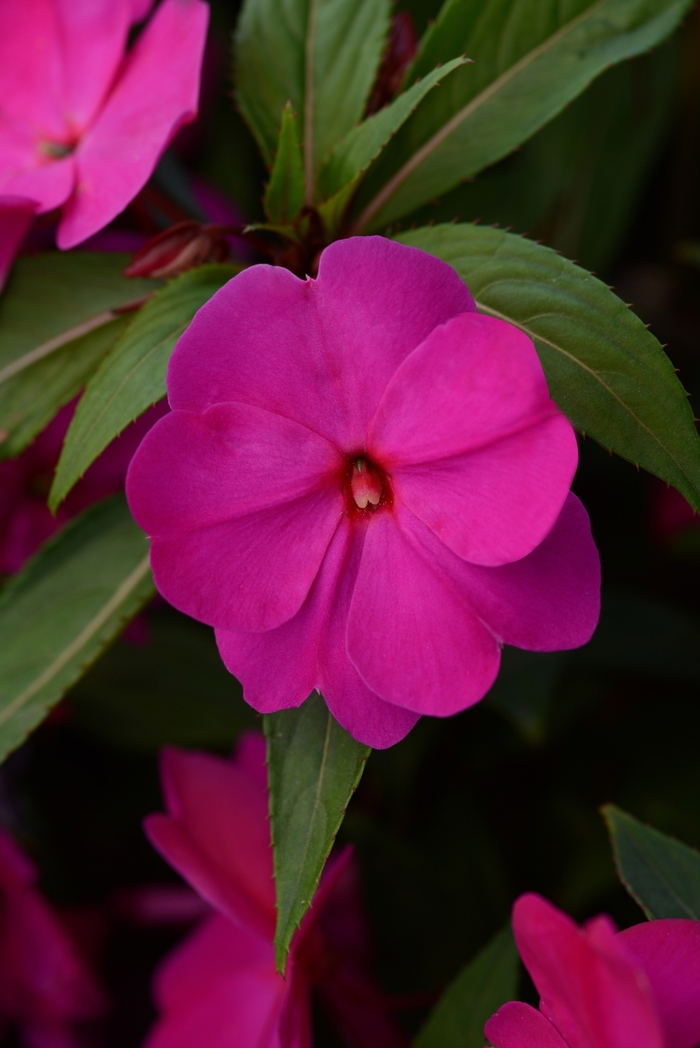 Impatiens hawkeri 'Divine™ Orchid' | New Guinea Impatiens | Ebert's ...