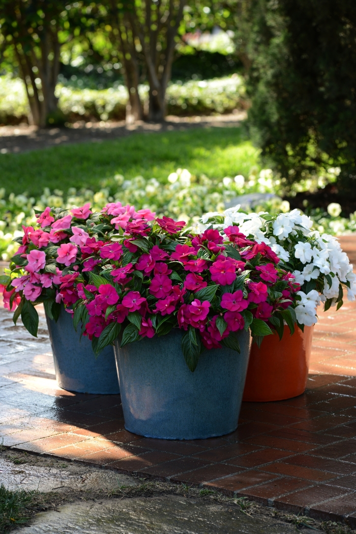 Impatiens hawkeri 'Divine™ Violet' | New Guinea Impatiens | Ebert's ...