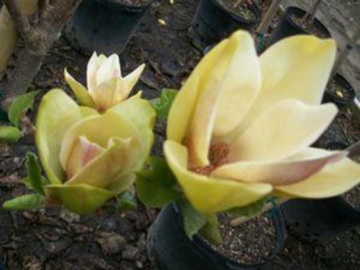 Magnolia 'Sunsation' | Sunsation Magnolia | Ebert's Greenhouse