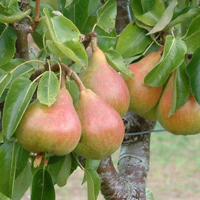 Pyrus communis 'Clapp's Favorite' | Clapp's Favorite Pear | Ebert's ...