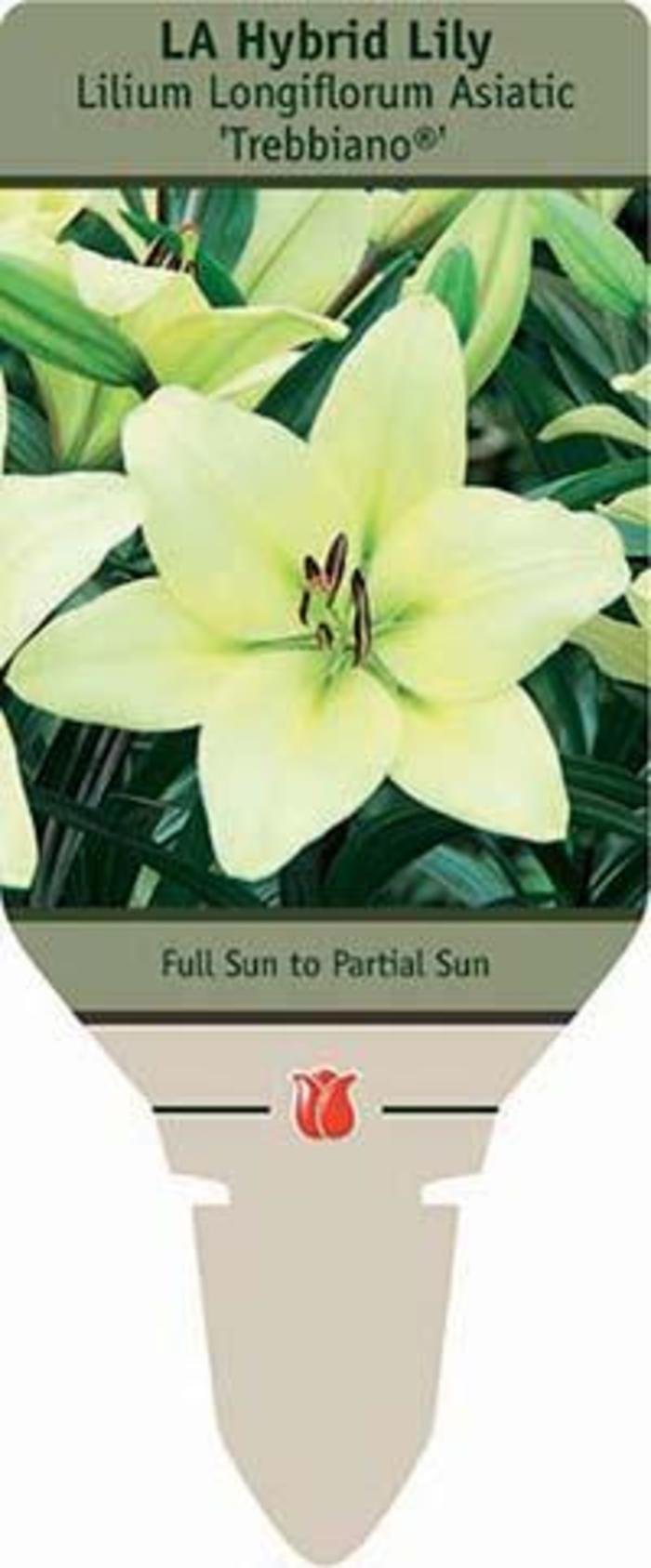 Lilium longiflorum 'Trebbiano' | Asiatic Lily | Ebert's Greenhouse