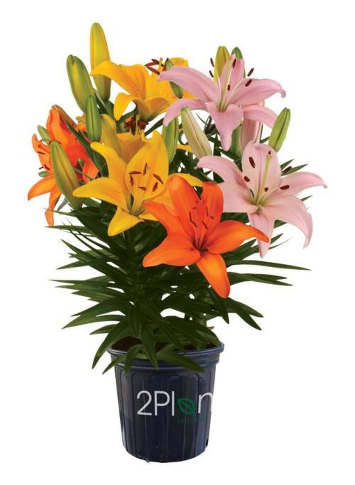 Lilium 'Sunrise Patio Combo' | Asiatic Pot Lily | Ebert's Greenhouse