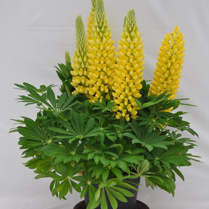 Lupinus 'Staircase Yellow' | Lupine | Ebert's Greenhouse