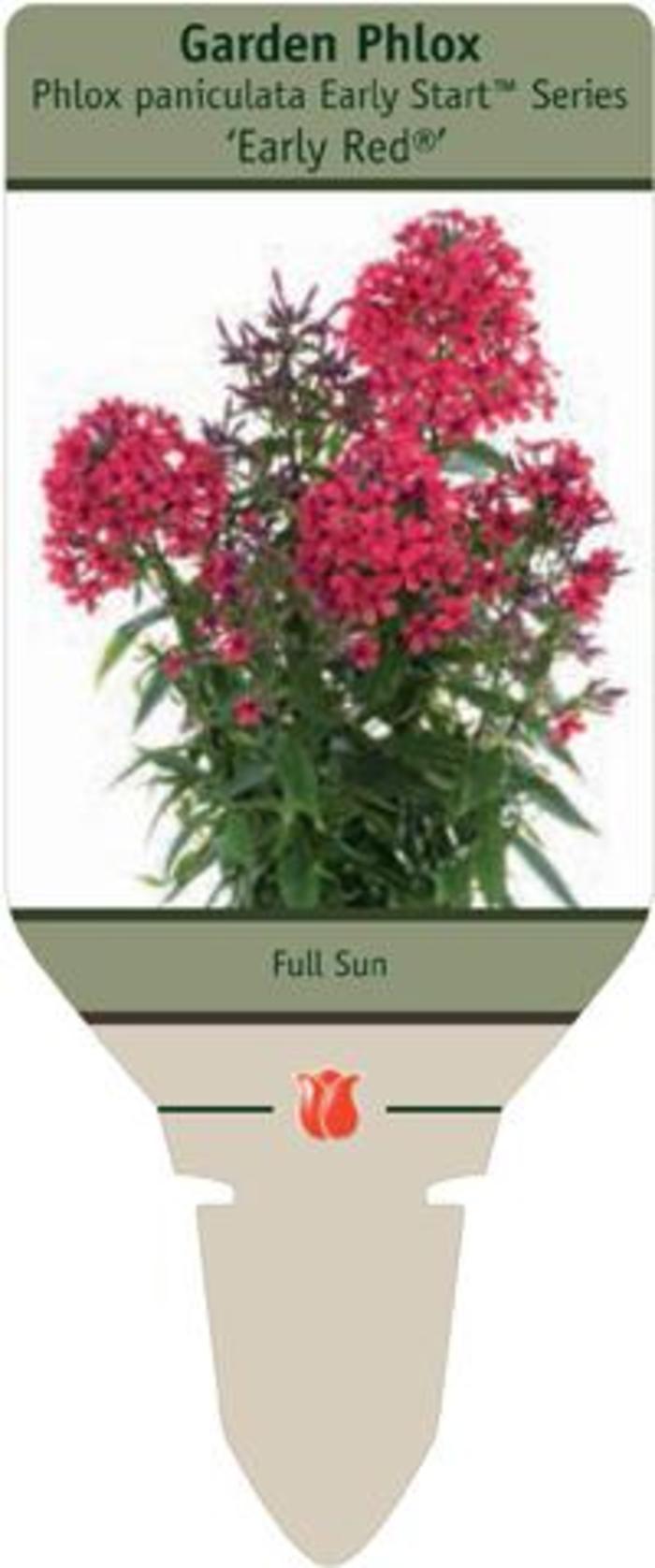 Phlox paniculata 'Early Red' | Garden Phlox | Ebert's Greenhouse