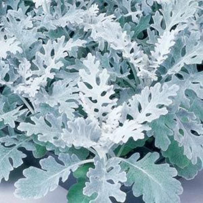 Senecio cineraria 'Silver Dust' | Dusty Miller | Ebert's Greenhouse Senecio cineraria 'Silver Dust' | Dusty Miller | Ebert's Greenhouse