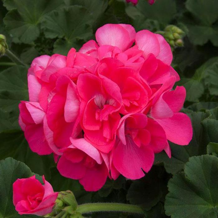 Pelargonium x hortorum 'Sunrise™ Hot Pink' | Geranium, Zonal | Ebert's ...