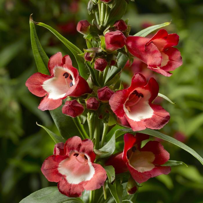 Penstemon hartwegii 'Partybells™ Red' | Beard Tongue | Ebert's Greenhouse