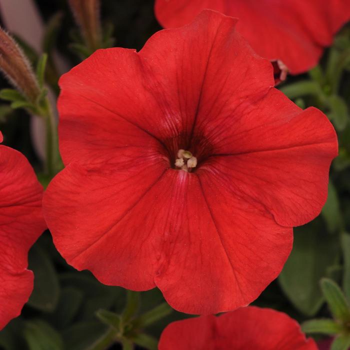 Petunia x hybrida 'Easy Wave® Red' | Petunia | Ebert's Greenhouse