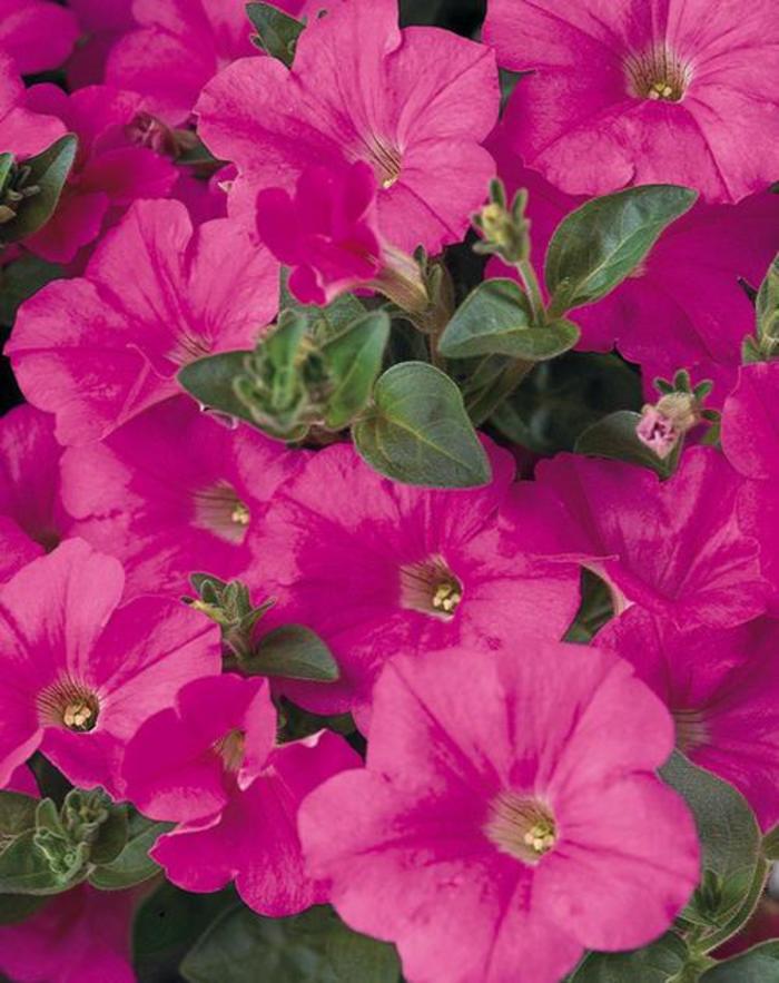 Petunia 'Supertunia® Trailing Bright Pink' | Petunia | Ebert's Greenhouse