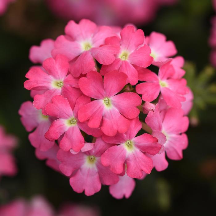 Verbena peruviana 'Firehouse™ Pink Improved' | Verbena | Ebert's Greenhouse