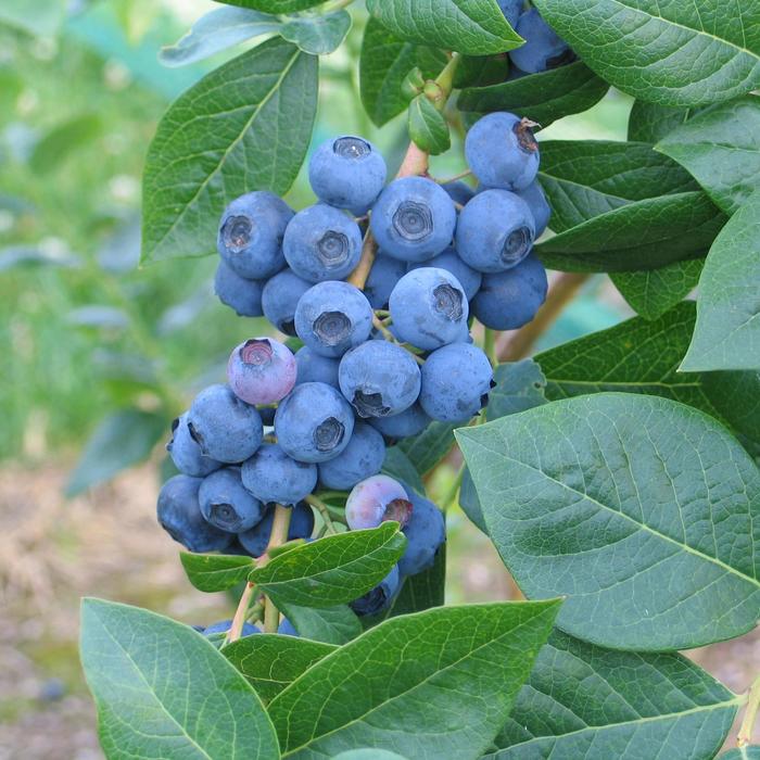 Vaccinium 'Northsky' | Blueberry | Ebert's Greenhouse