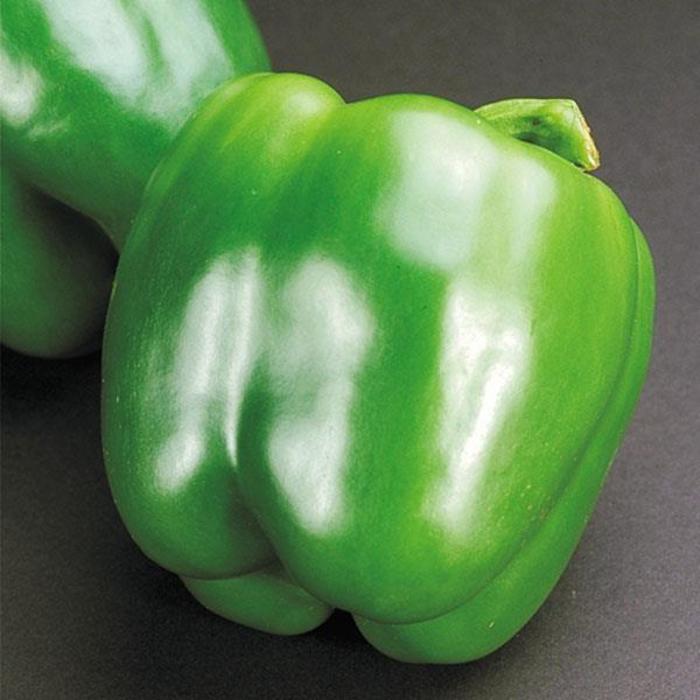 Capsicum annuum 'California Wonder' | Pepper | Ebert's Greenhouse
