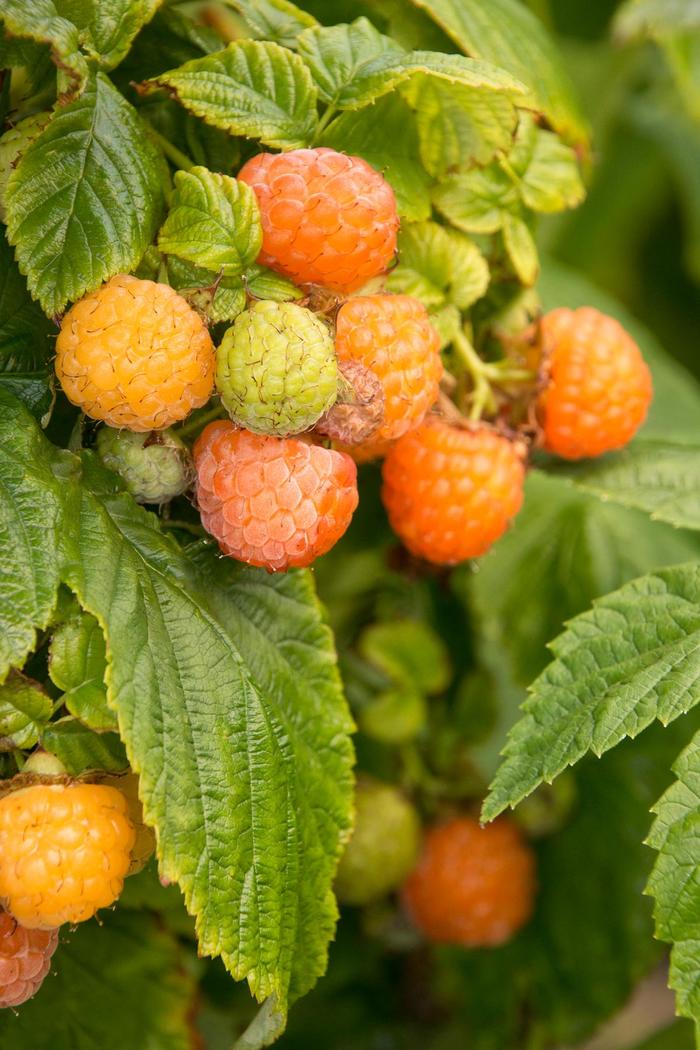 Rubus idaeus var. strigosus 'Fall Gold' | Raspberry | Ebert's Greenhouse Rubus idaeus var. strigosus 'Fall Gold' | Raspberry | Ebert's Greenhouse