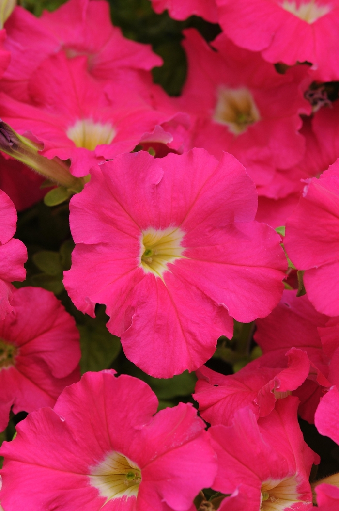 Petunia x hybrida 'Dreams™ Rose' | Petunia | Ebert's Greenhouse