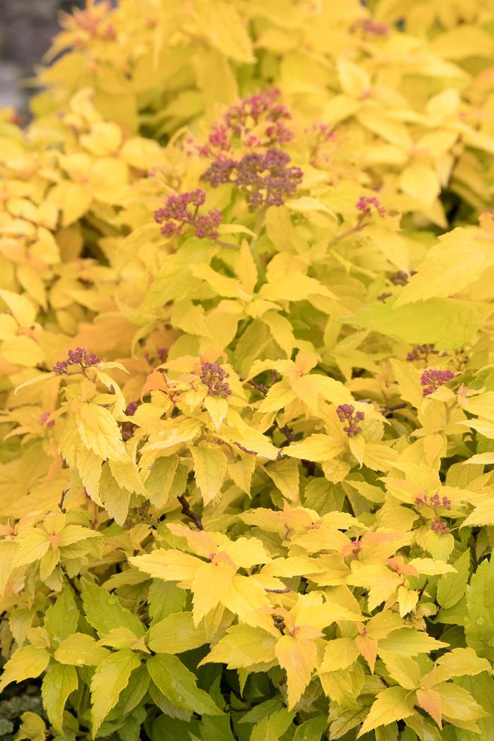 Spiraea japonica 'SMSJMLG' | Lil' Sizzle® Spirea | Ebert's Greenhouse