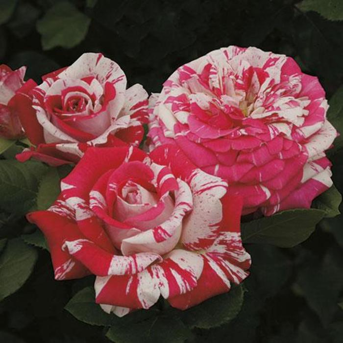 Rosa 'WEKdereroro' | Neil Diamond Rose | Ebert's Greenhouse
