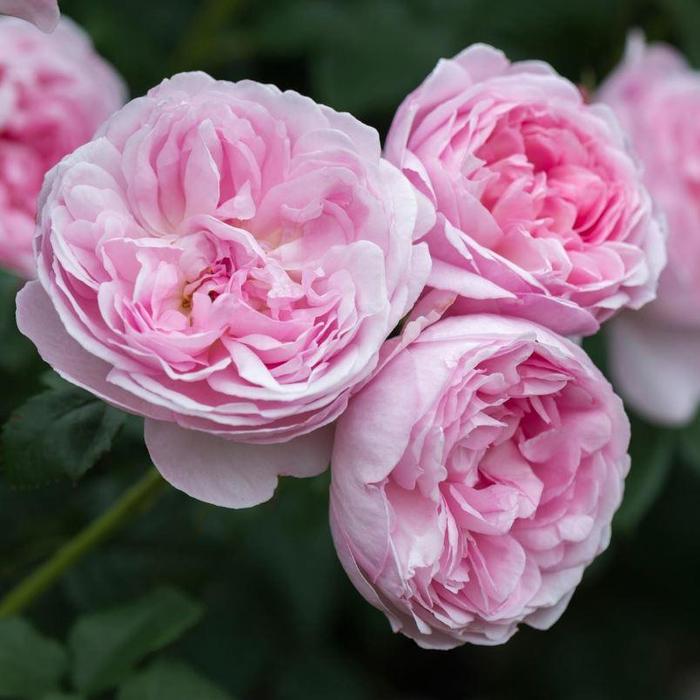 Rosa 'Scepter’d Isle' | Scepter’d Isle Rose | Ebert's Greenhouse