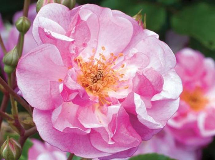 Rosa 'Meibivers' | Lavender Meidiland® Rose | Ebert's Greenhouse