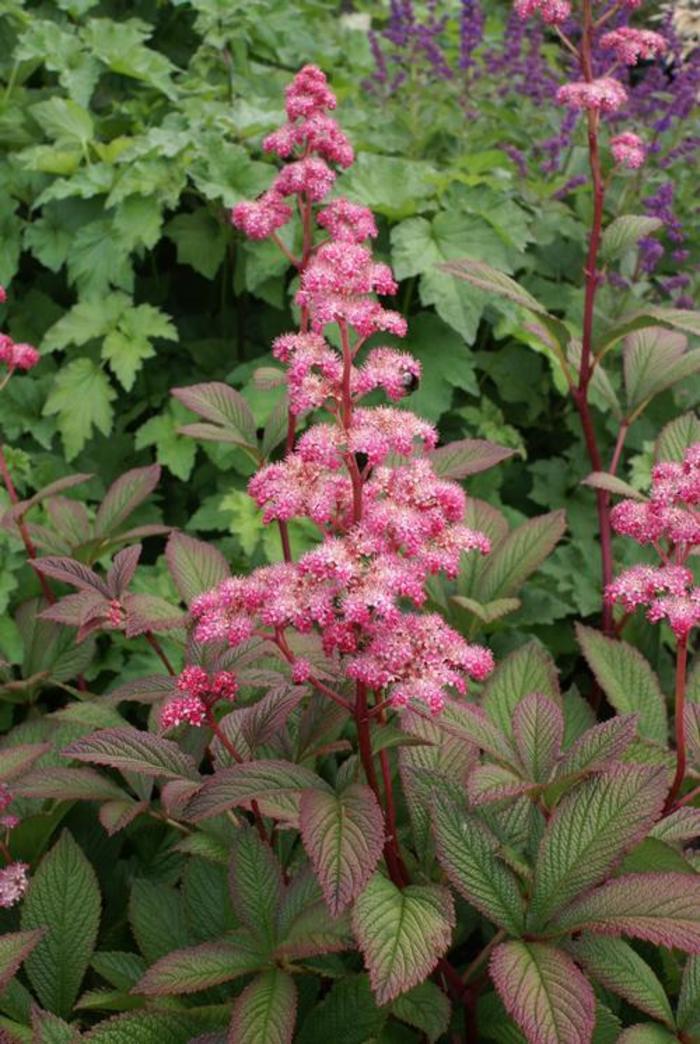 Rodgersia 'Dark Pokers' | Rodger's Flower | Ebert's Greenhouse