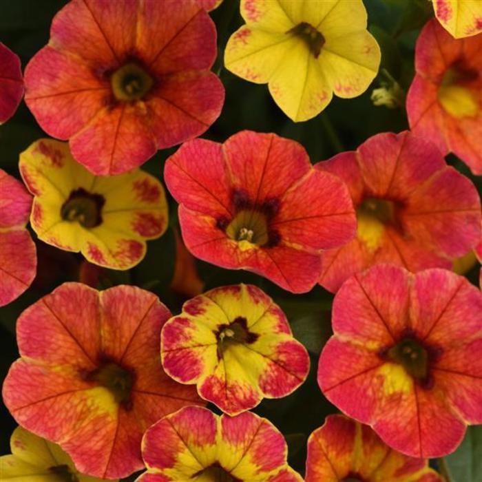 Calibrachoa hybrida 'Cabaret® Diva Orange' | Calibrachoa | Ebert's ...