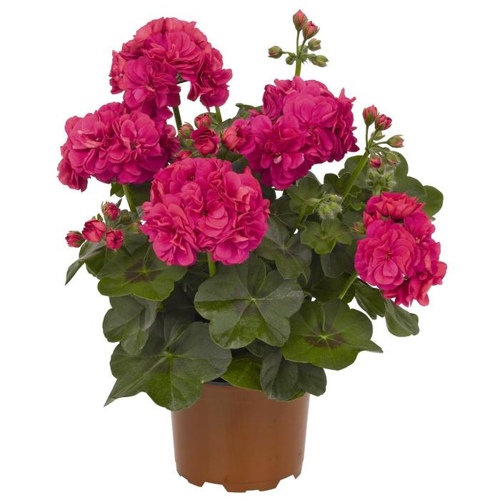 Pelargonium peltatum 'Great Balls of Fire Deep Rose' | Geranium, Ivy ...